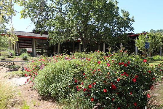The Gilroy campus is in full spring bloom - Gavilan College